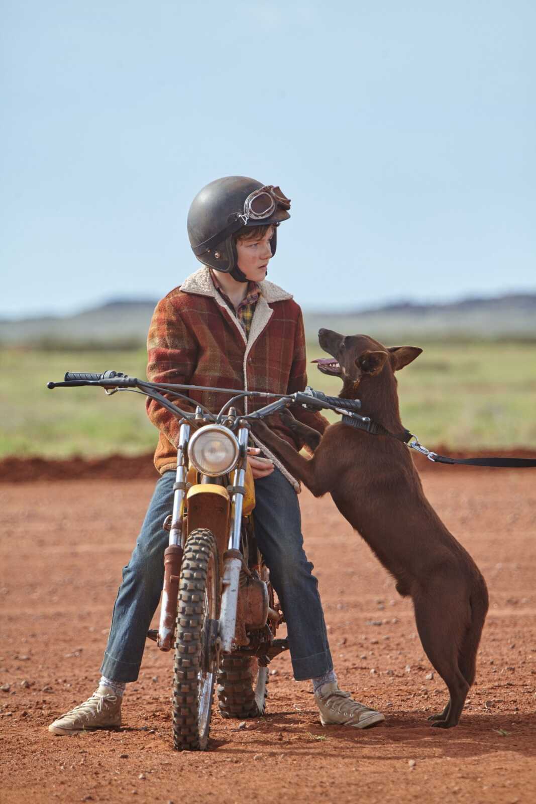 Red Dog Wallpapers (10 images) - WallpaperCat