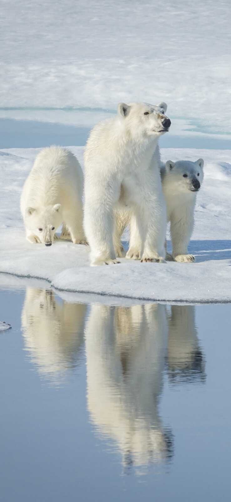 Polar Bear Wallpapers (82 images) - WallpaperCat