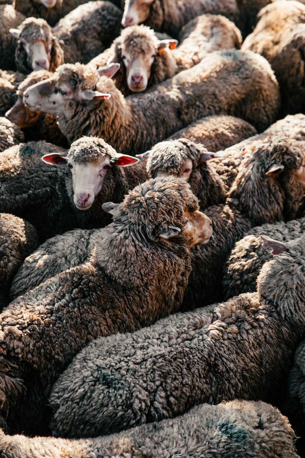 Sheep Wallpapers (54 images) - WallpaperCat