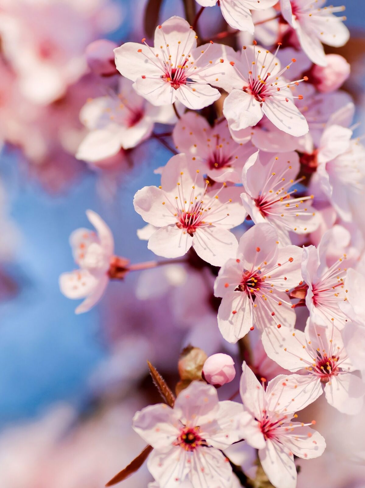 Spring Wallpapers (41 images) - WallpaperCat