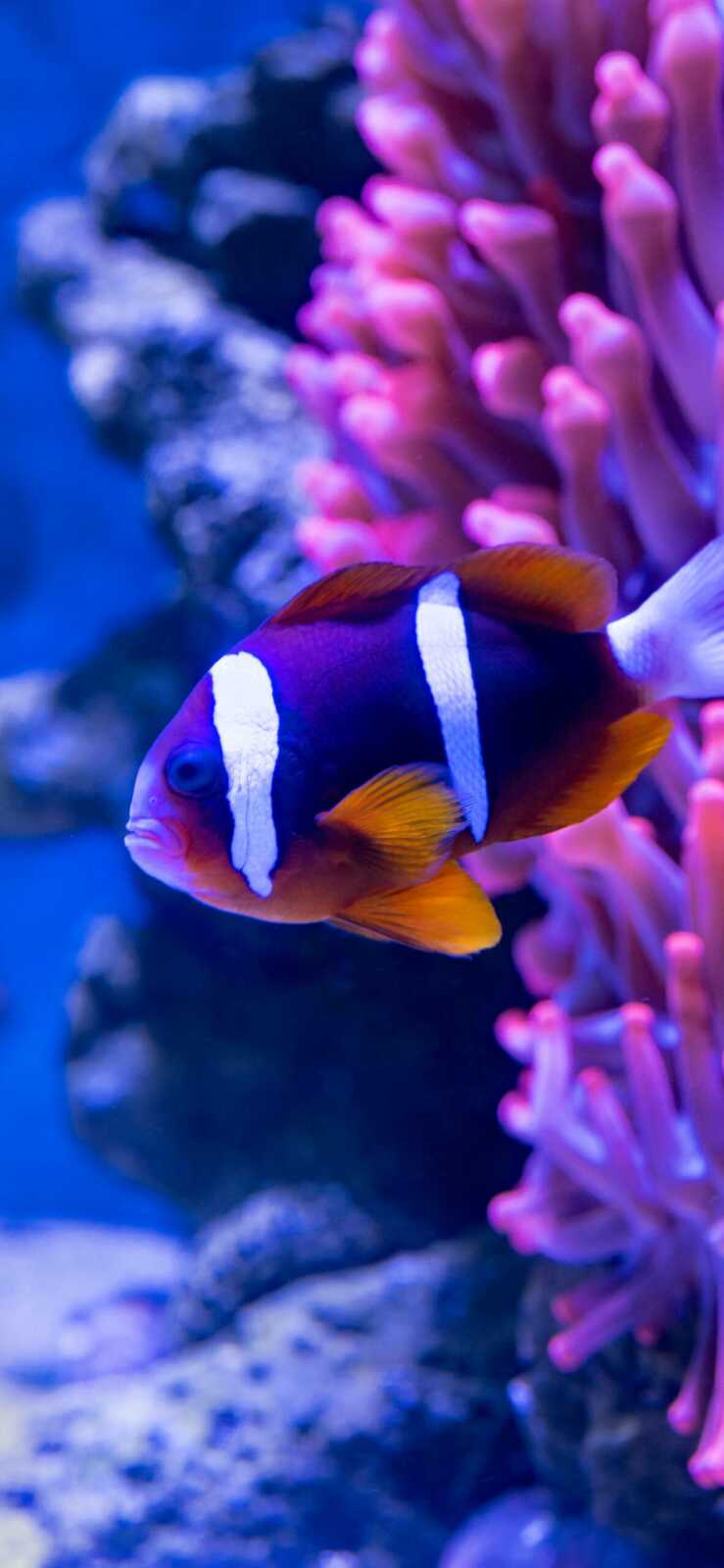 Fish Wallpapers (94 images) - WallpaperCat