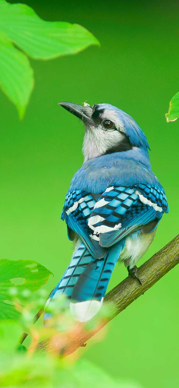 Bird Wallpapers (109 images) - WallpaperCat