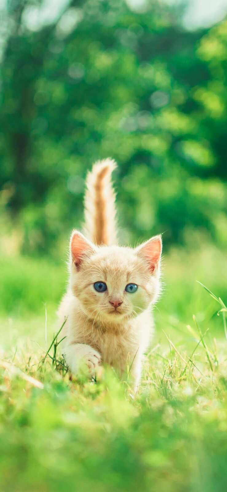 Cat Wallpapers (148 images) - WallpaperCat