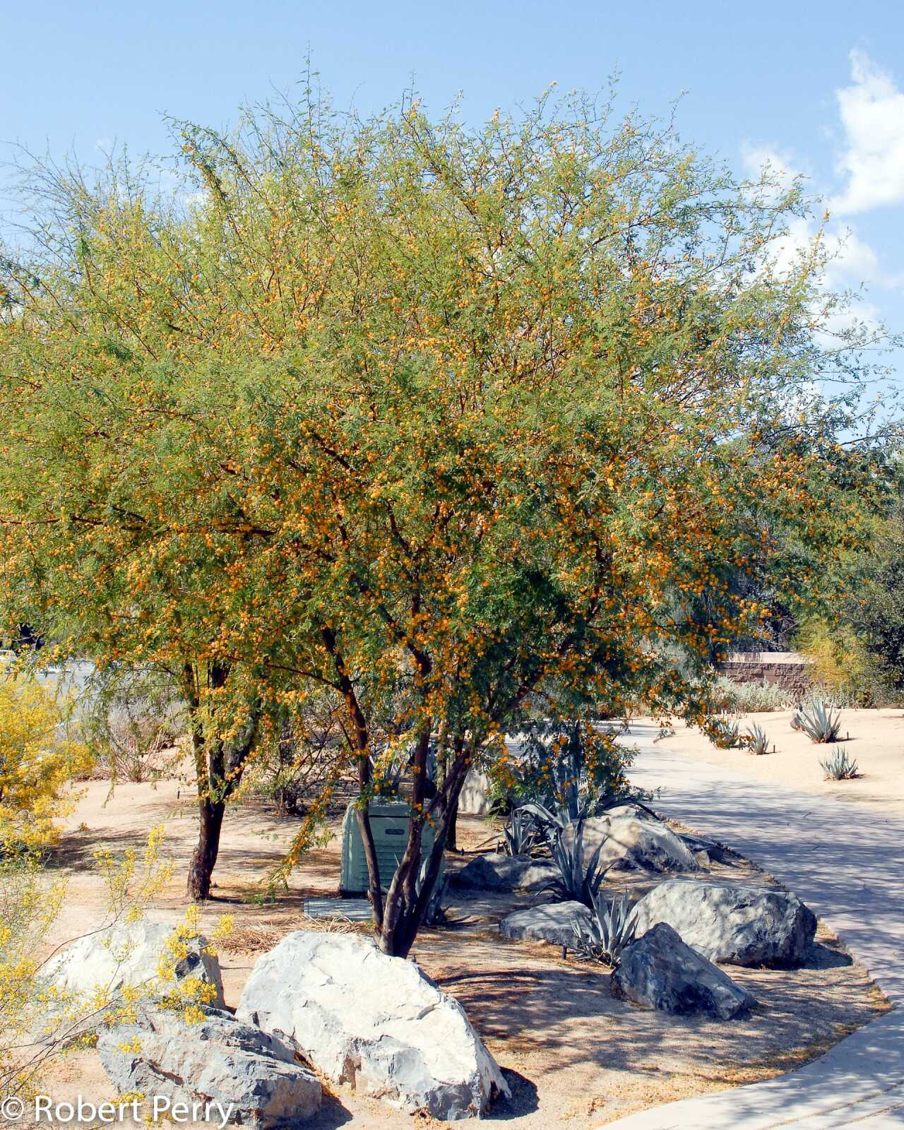 Acacia Tree Wallpapers (55 images) - WallpaperCat