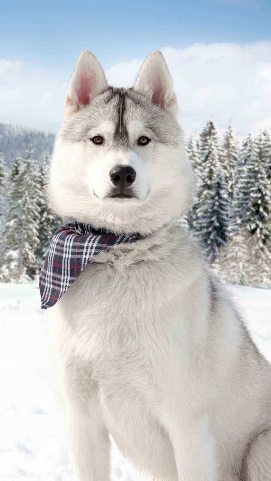 Husky Wallpapers (70 images) - WallpaperCat