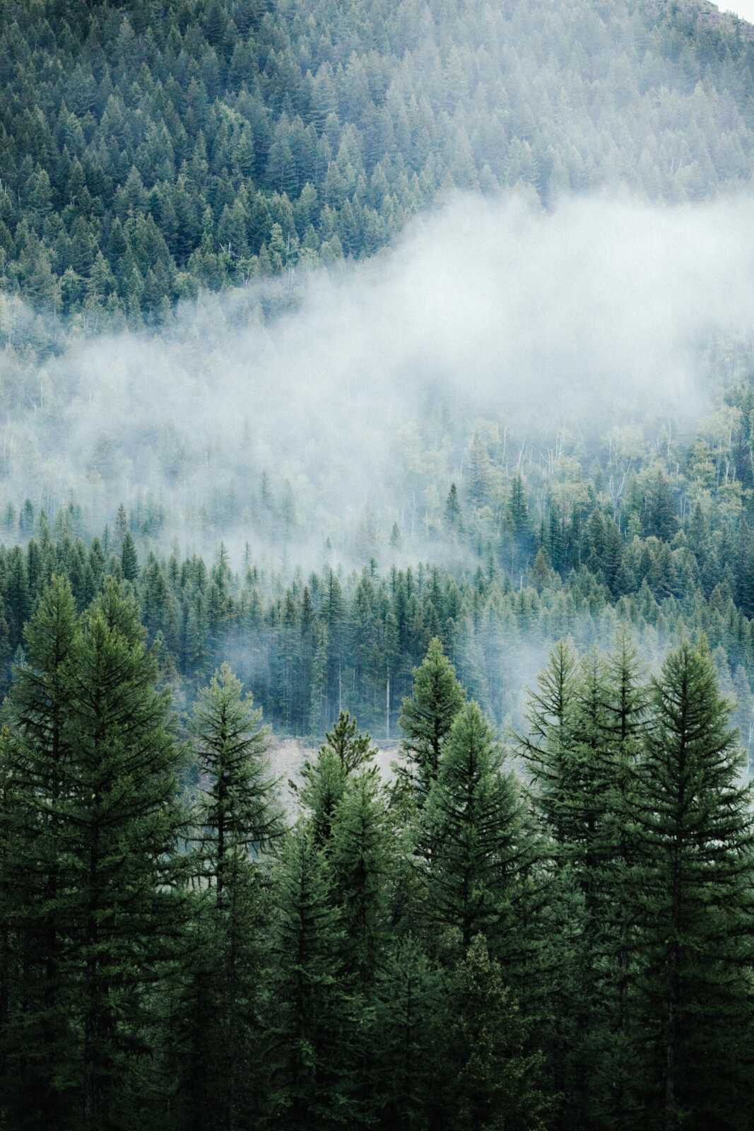 Tree Wallpapers (113 images) - WallpaperCat