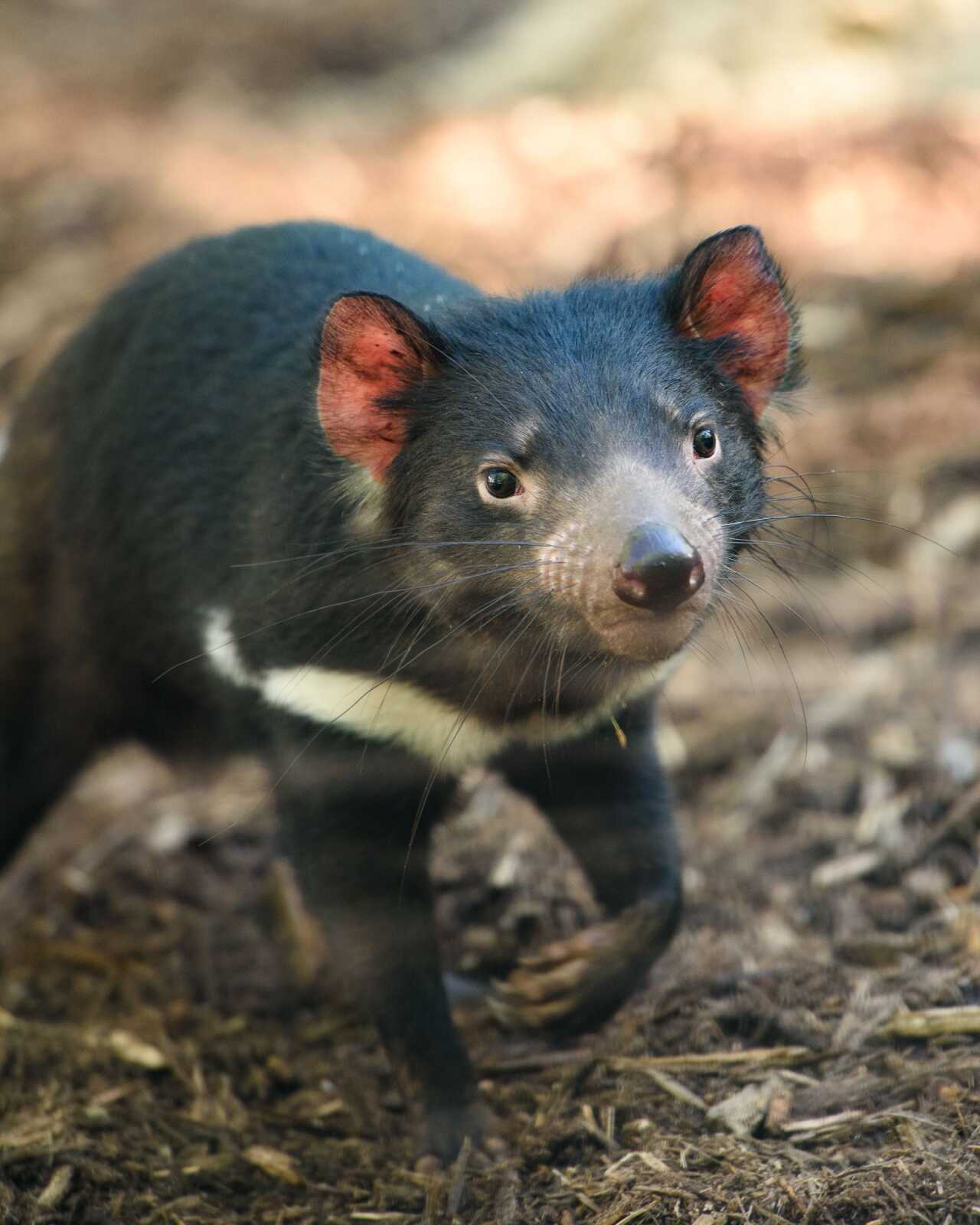 Tasmanian Devil (Animal) Wallpapers (46 images) - WallpaperCat