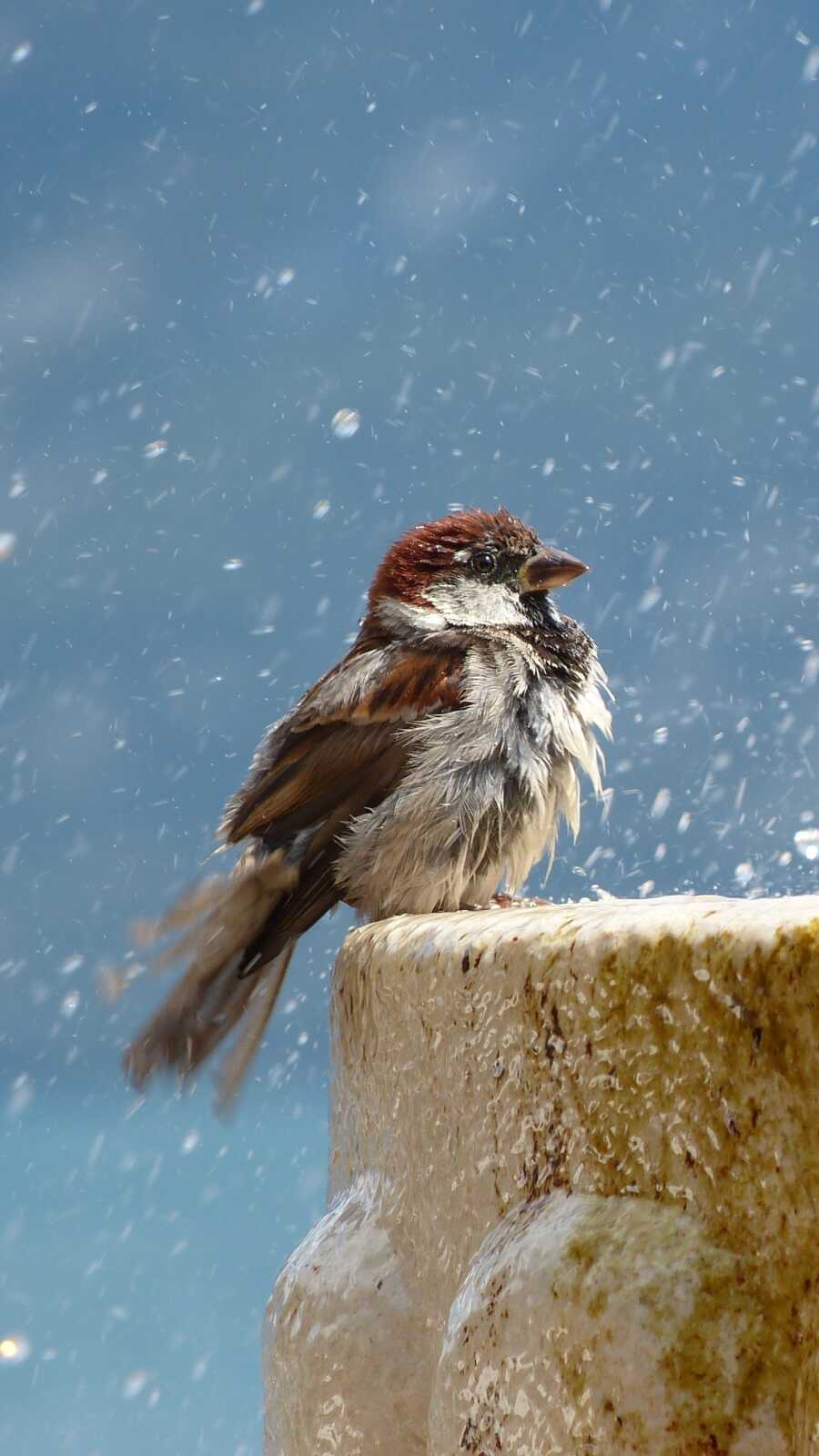 Sparrow (Bird) Wallpapers (46 images) - WallpaperCat