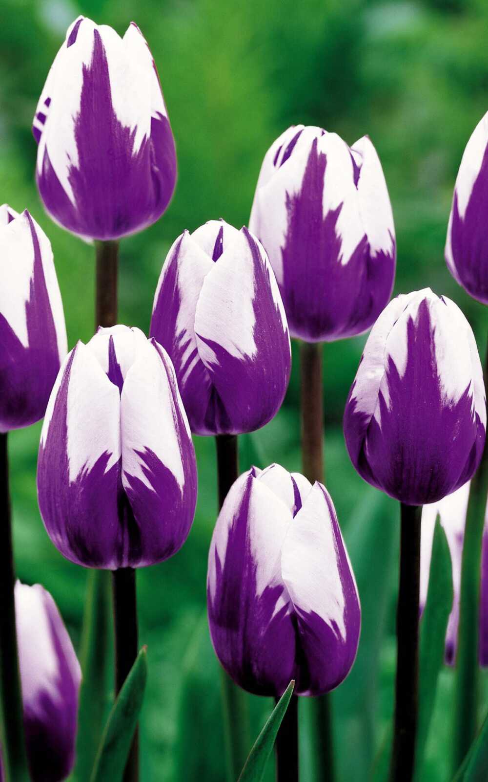 Tulip Wallpapers (39 images) - WallpaperCat