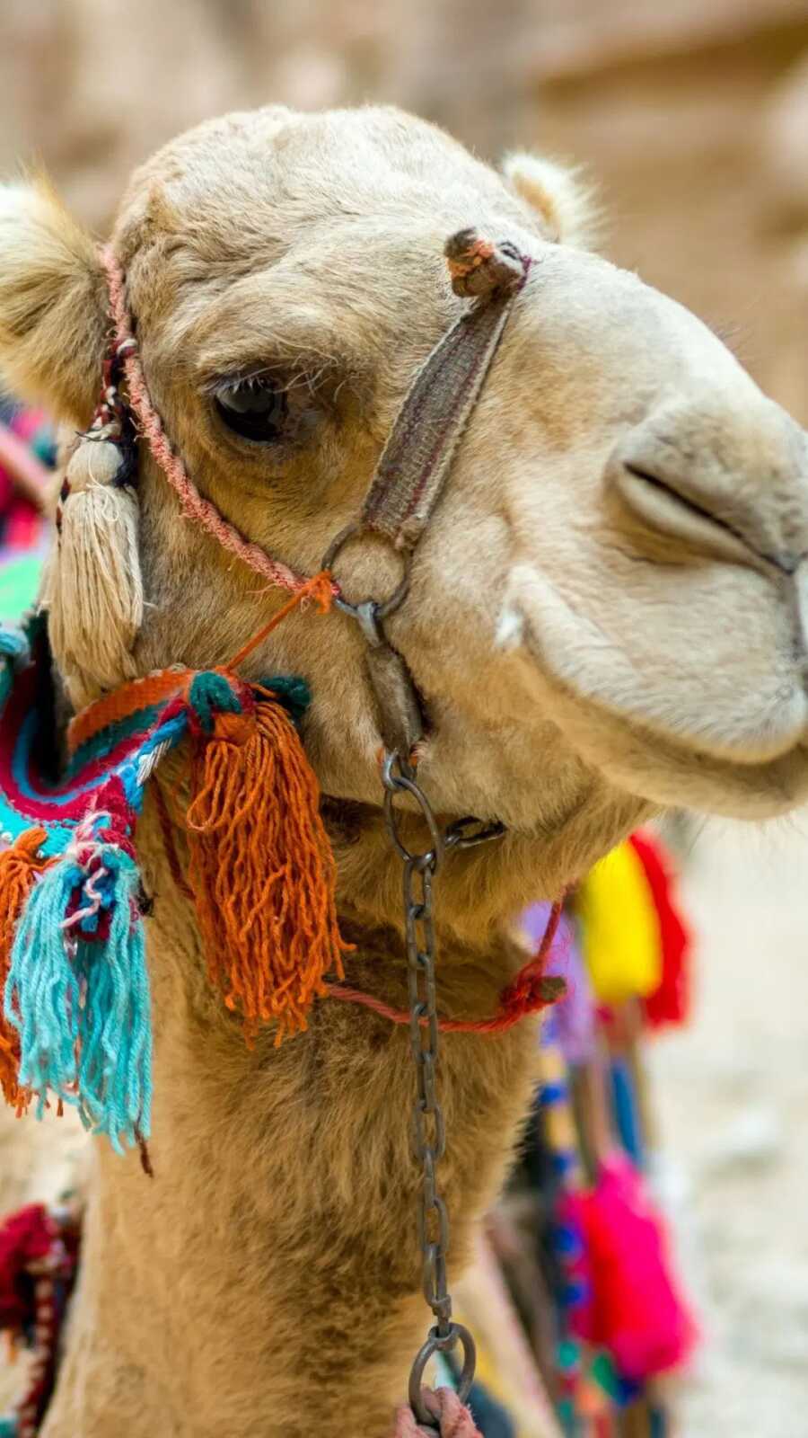 Camel Wallpapers (47 images) - WallpaperCat
