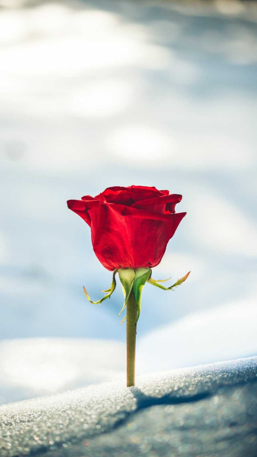 Rose Wallpapers (40 images) - WallpaperCat