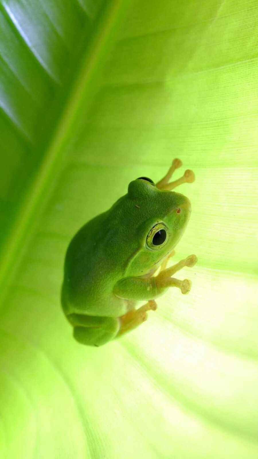 Frog Wallpapers (58 images) - WallpaperCat