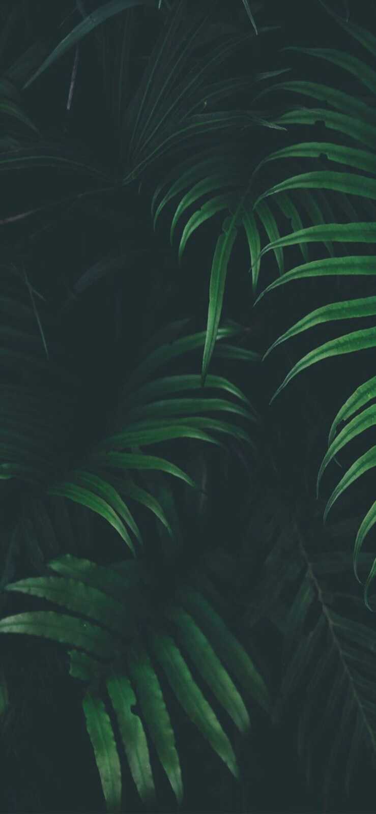 Jungle Wallpapers (70 images) - WallpaperCat