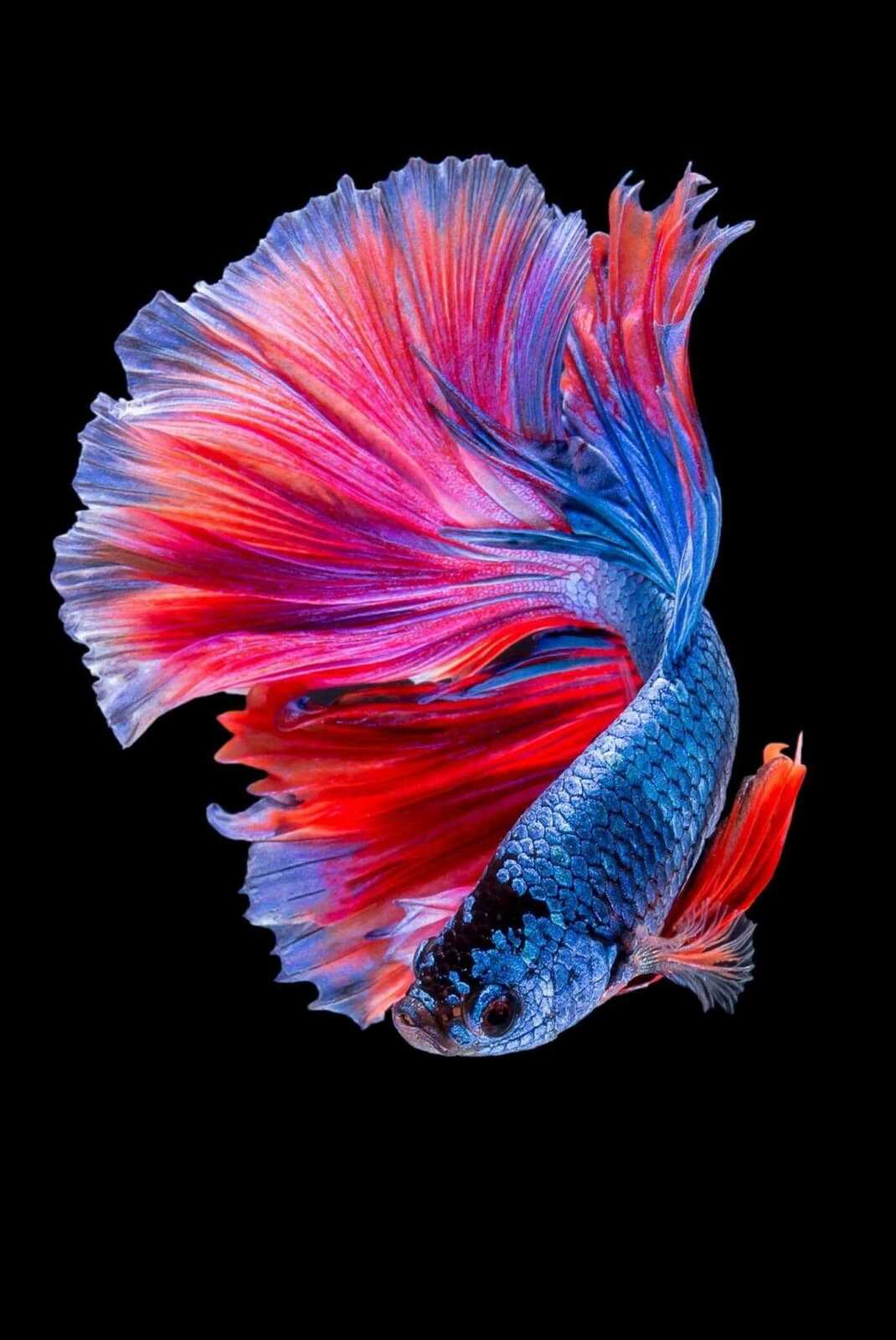 Fish Wallpapers (94 images) - WallpaperCat