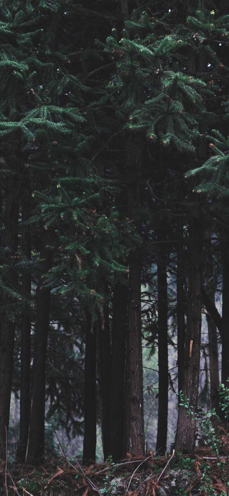 Cedar Tree Wallpapers (23 images) - WallpaperCat