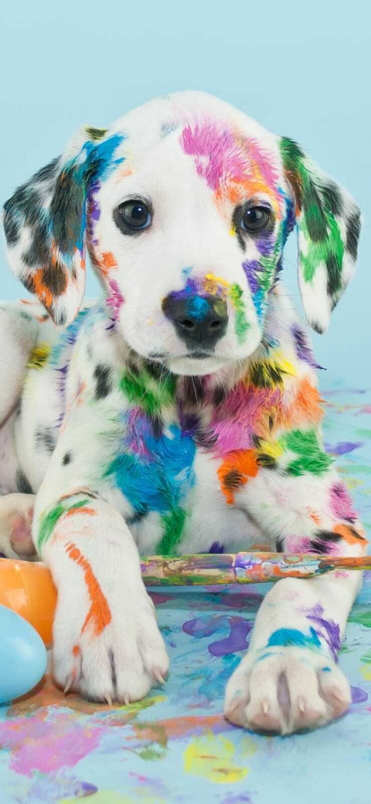 Dog Wallpapers (129 images) - WallpaperCat