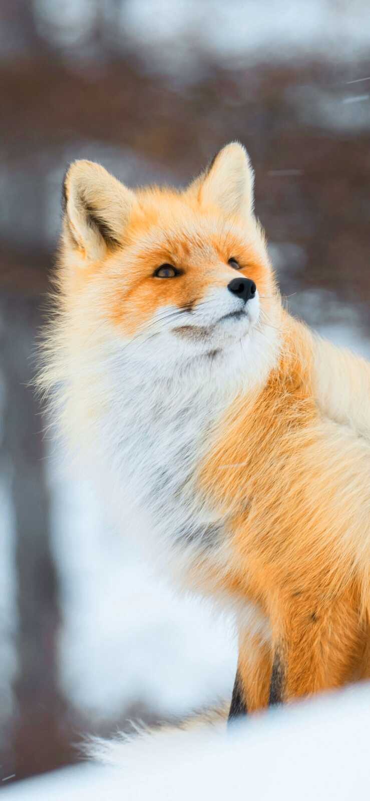 Fox Wallpapers (100 images) - WallpaperCat