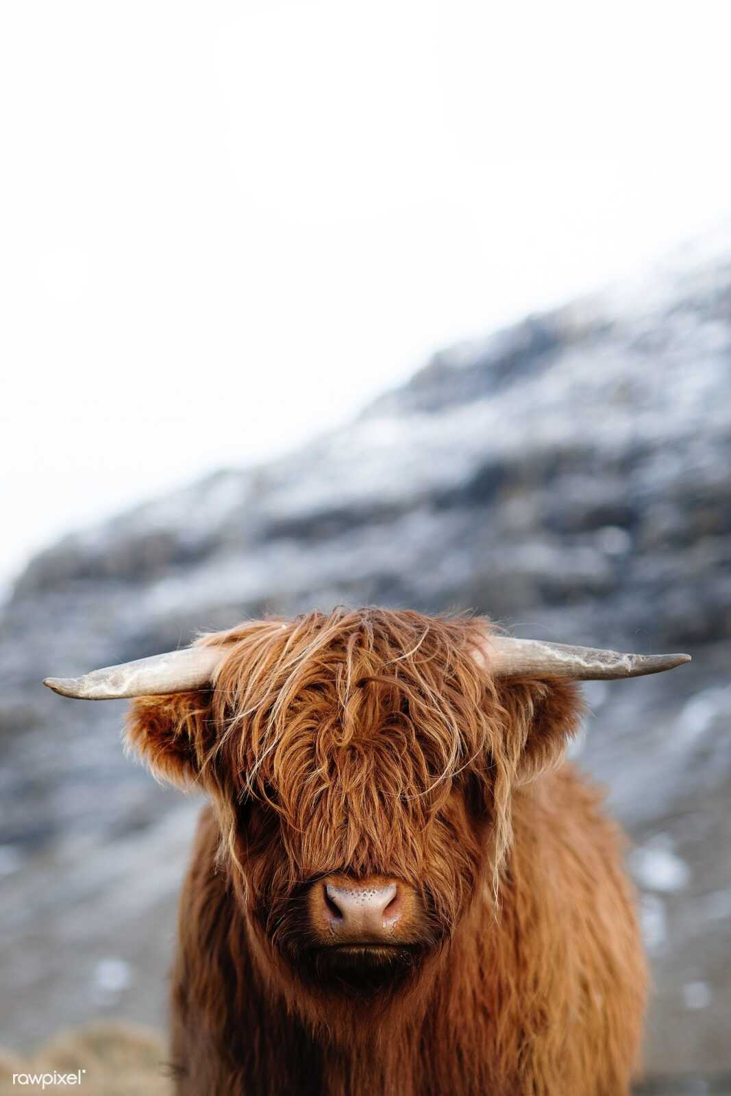 Cow Wallpapers (58 images) - WallpaperCat