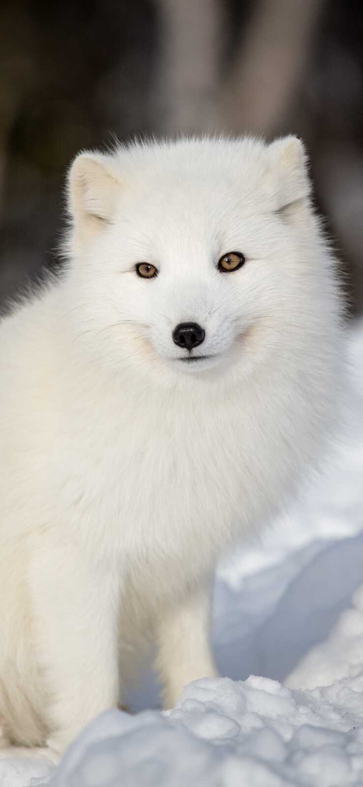 Arctic Fox Wallpapers (61 images) - WallpaperCat
