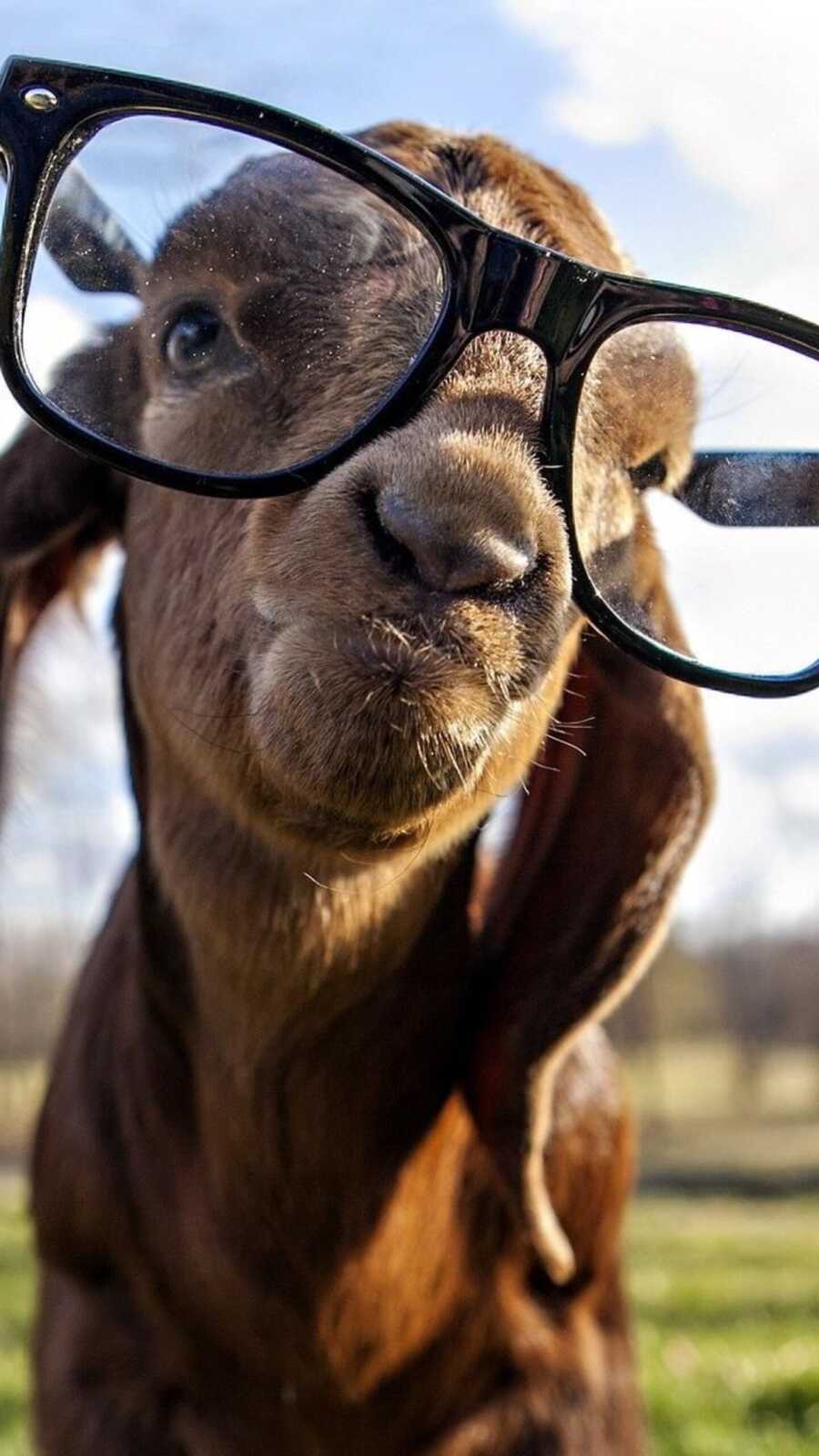 Goat Wallpapers (47 images) - WallpaperCat