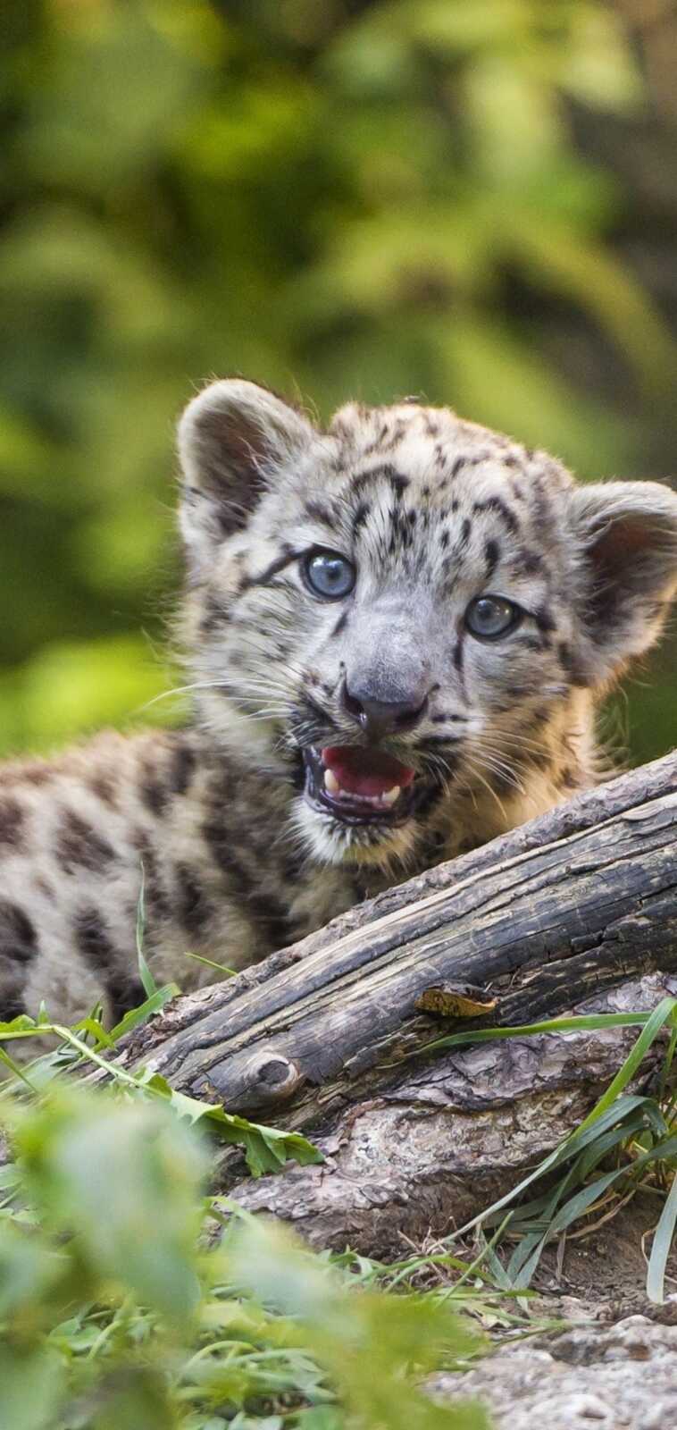 Snow Leopard Wallpapers (76 images) - WallpaperCat