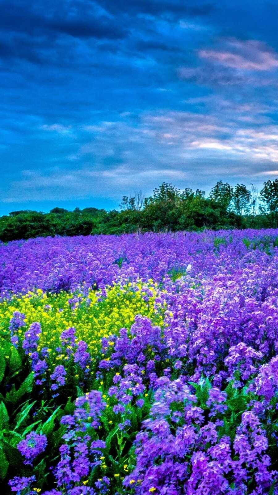 Flower Field Wallpapers (53 images) - WallpaperCat