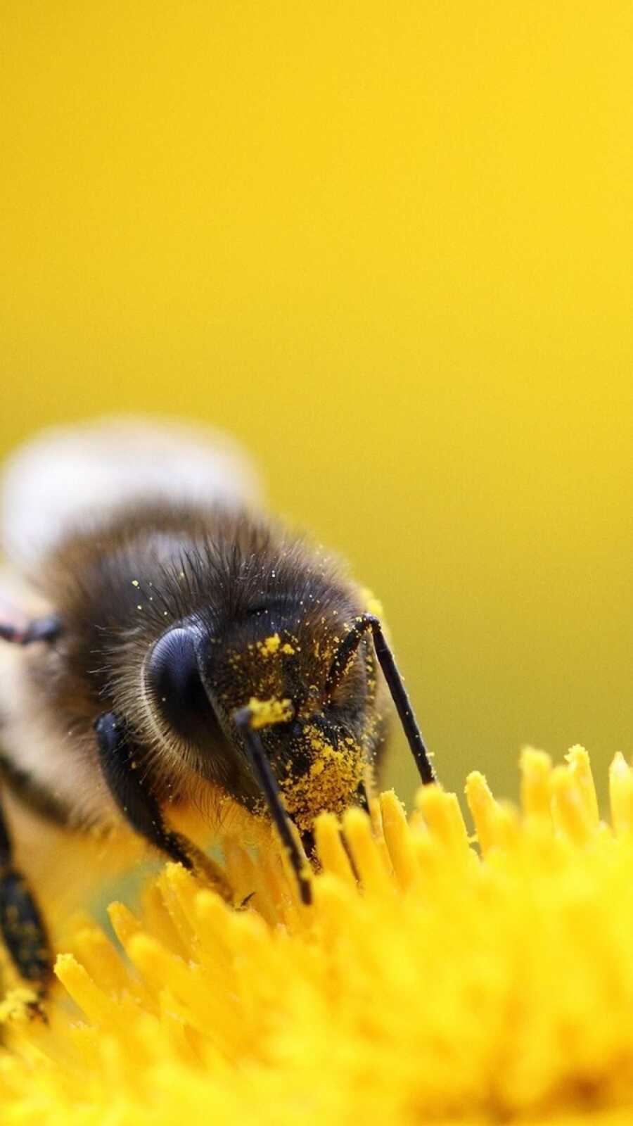 Bee Wallpapers (75 images) - WallpaperCat