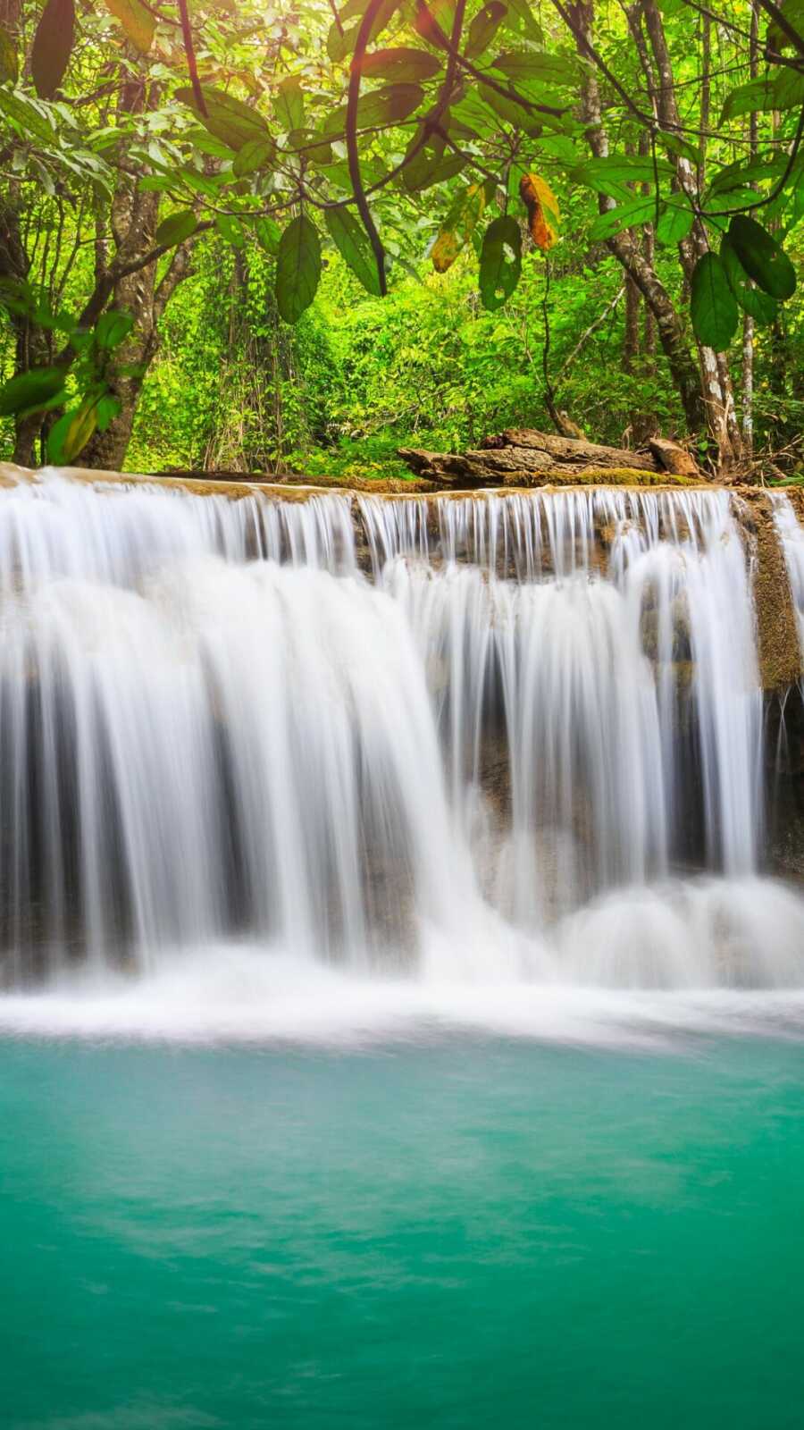Jungle Wallpapers (70 images) - WallpaperCat