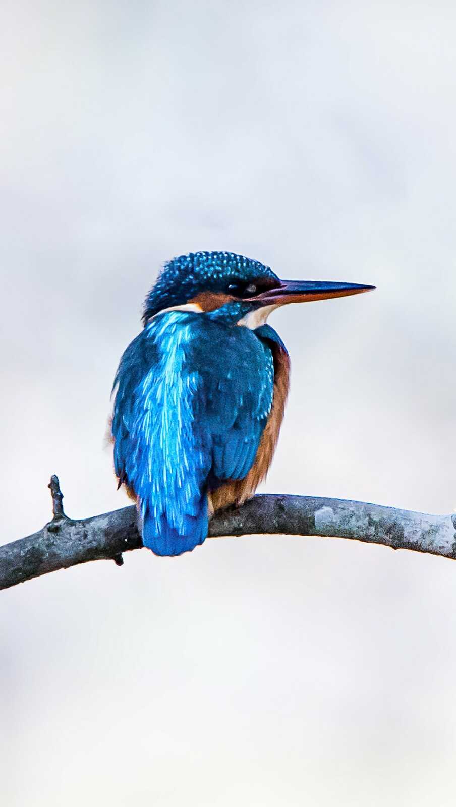 Bird Wallpapers (109 images) - WallpaperCat