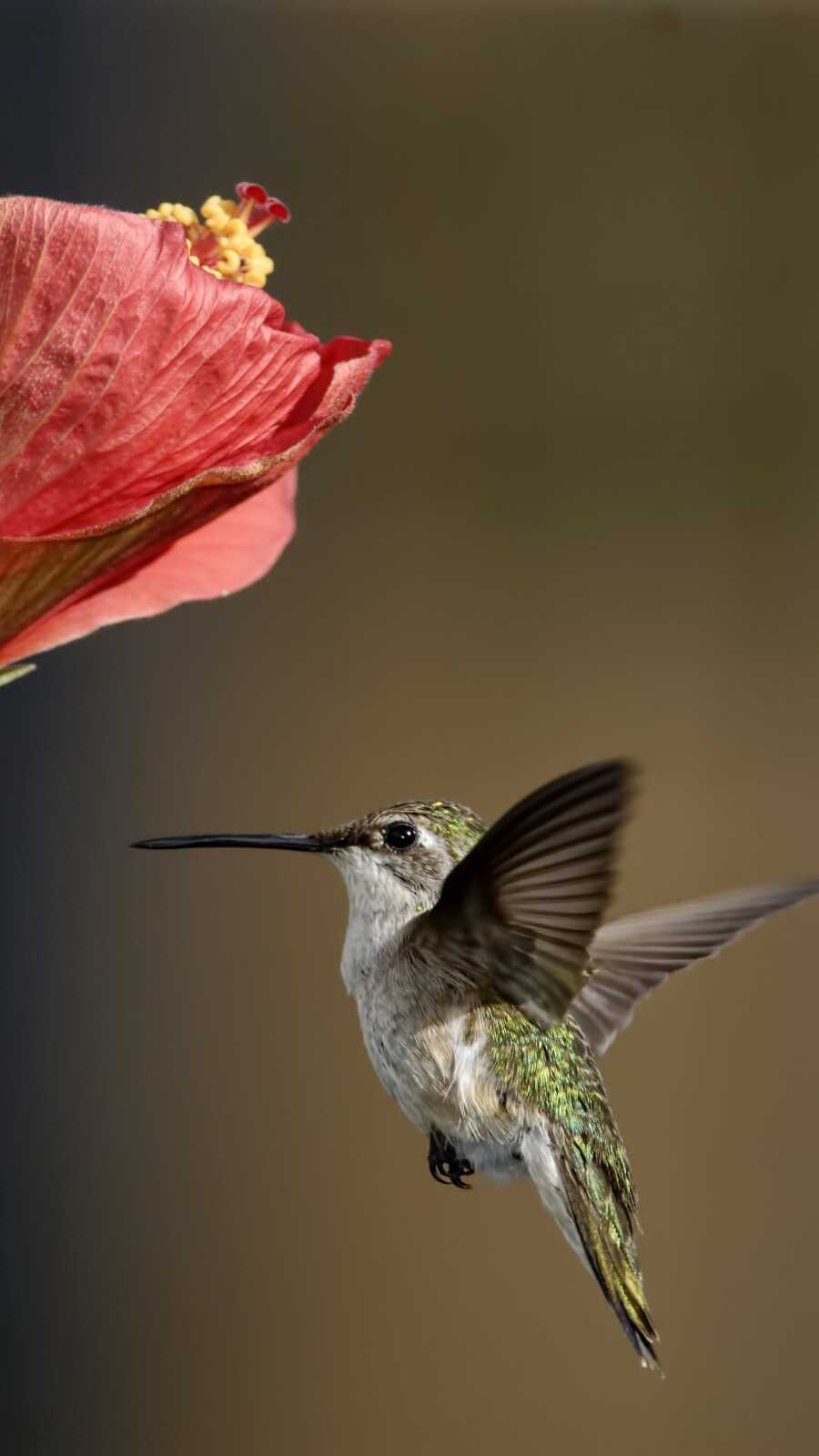 Hummingbird Wallpapers (51 images) - WallpaperCat