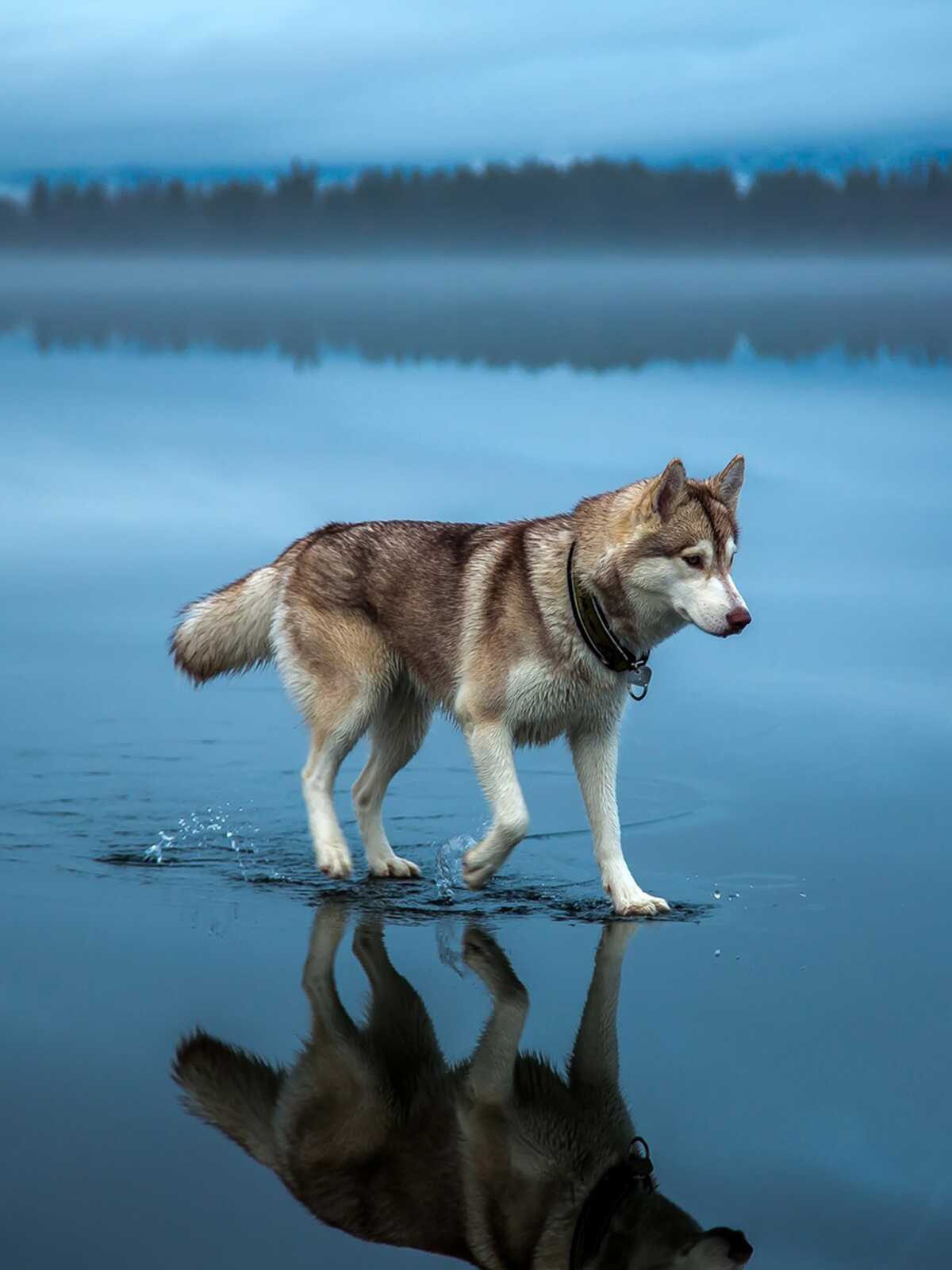 Husky Wallpapers (70 images) - WallpaperCat
