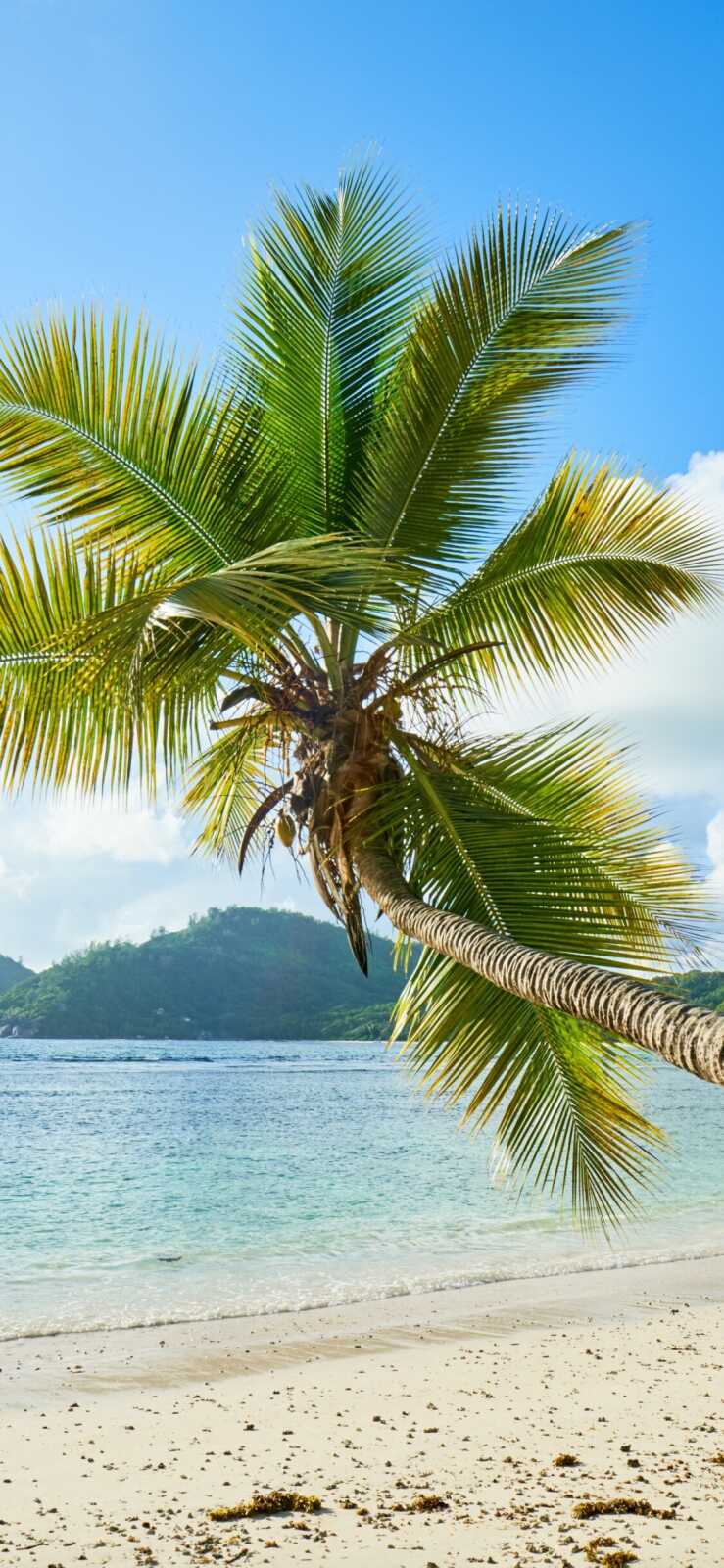 Palm Tree Wallpapers (133 images) - WallpaperCat