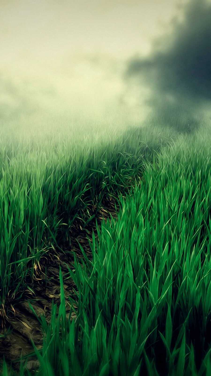 Grass Wallpapers (51 images) - WallpaperCat