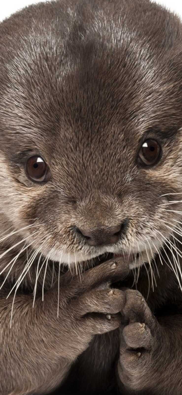 Otter Wallpapers (54 images) - WallpaperCat