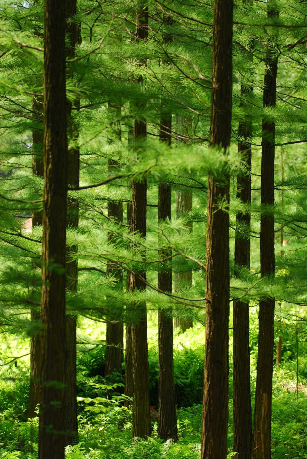 Cedar Tree Wallpapers (23 images) - WallpaperCat