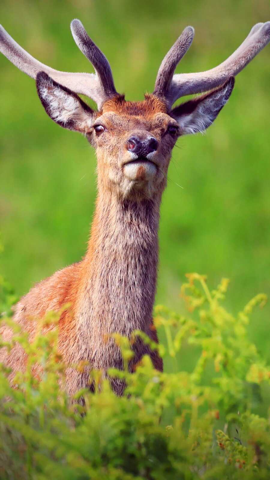 Deer Wallpapers (56 images) - WallpaperCat