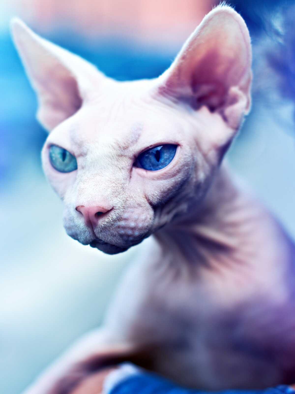 Sphynx Wallpapers (30 images) - WallpaperCat