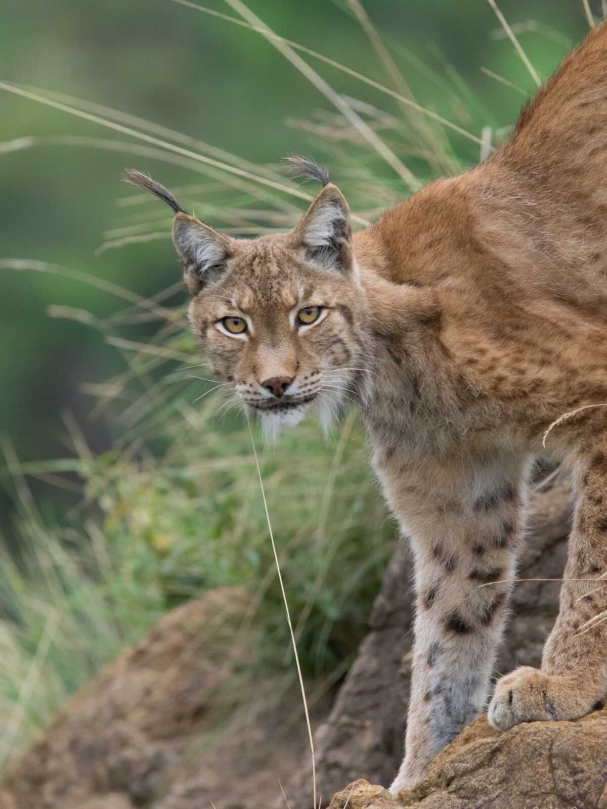 Lynx (Animal) Wallpapers (55 images) - WallpaperCat