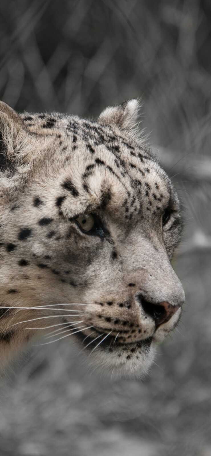 Snow Leopard Wallpapers (76 images) - WallpaperCat