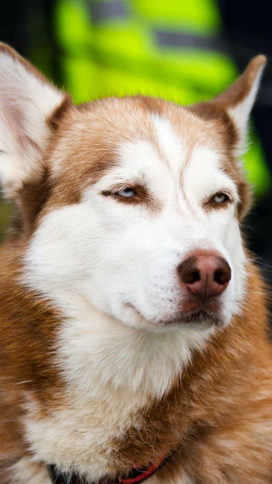 Husky Wallpapers (70 images) - WallpaperCat