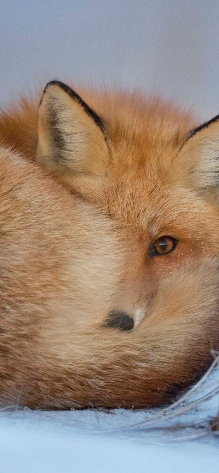 Fox Wallpapers (100 images) - WallpaperCat