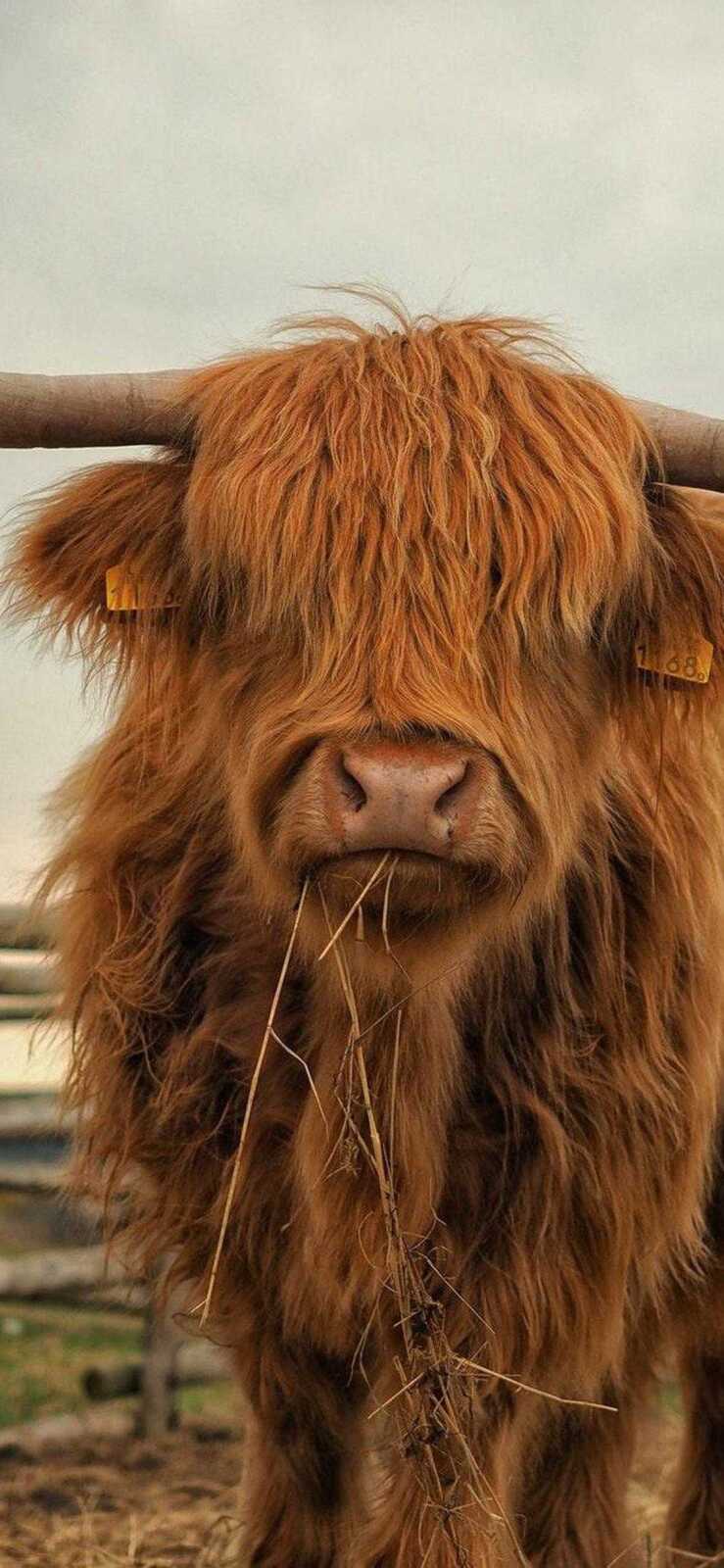 Farm Animals Wallpapers (54 images) - WallpaperCat