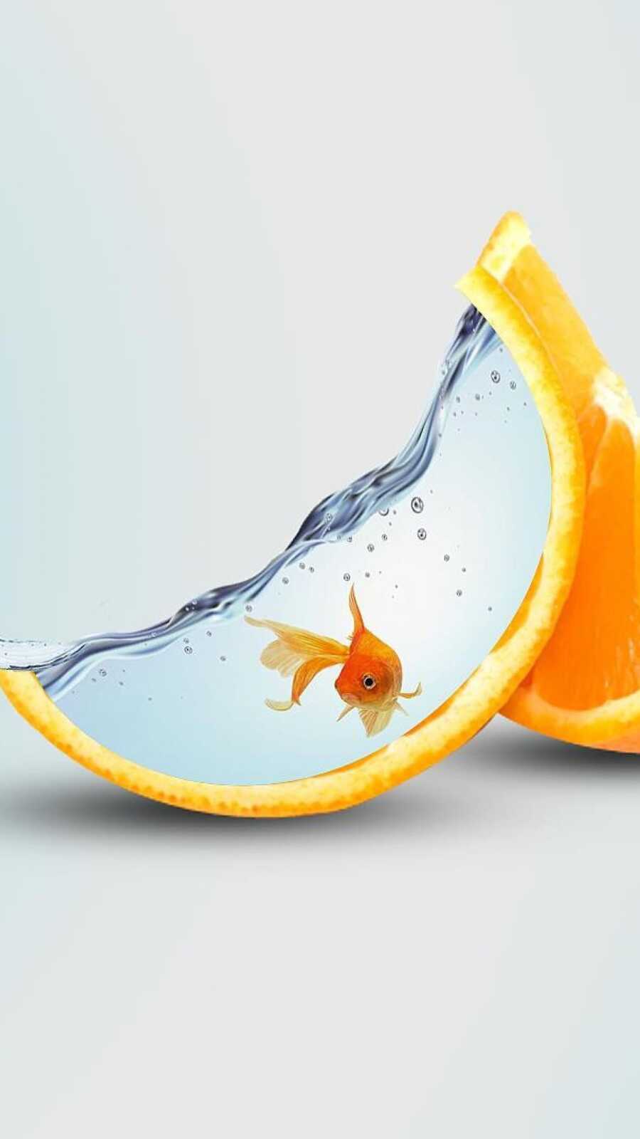 Goldfish Wallpapers (25 images) - WallpaperCat
