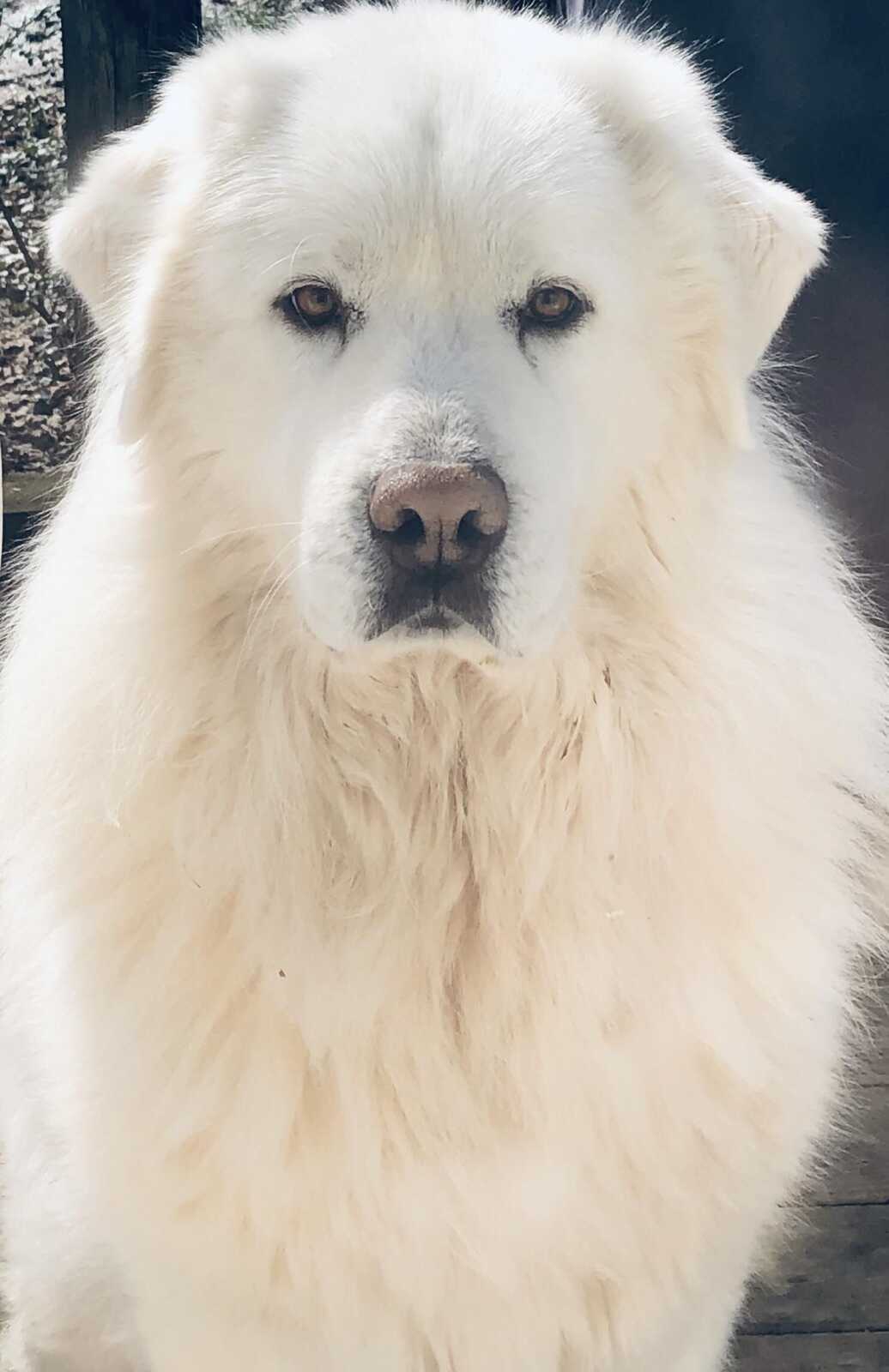 Great Pyrenees Wallpapers (30 images) - WallpaperCat