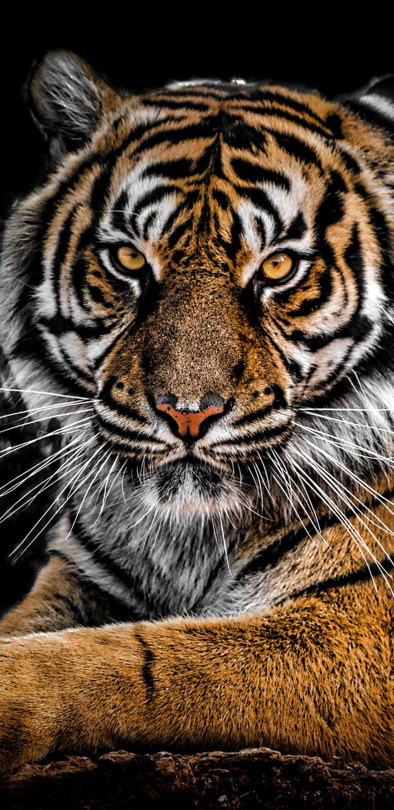 Tiger Wallpapers (86 images) - WallpaperCat