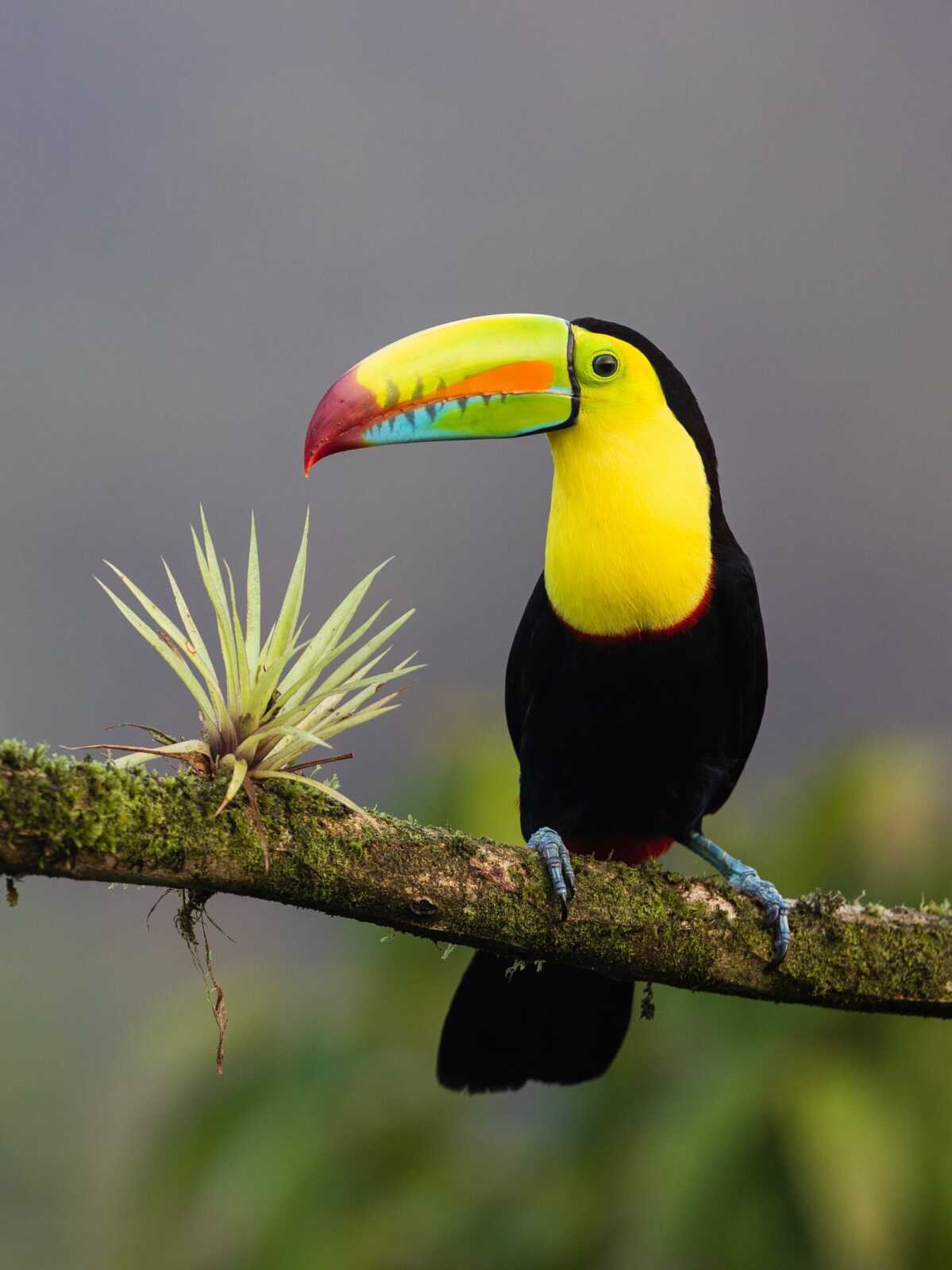 Toucan Wallpapers (71 images) - WallpaperCat