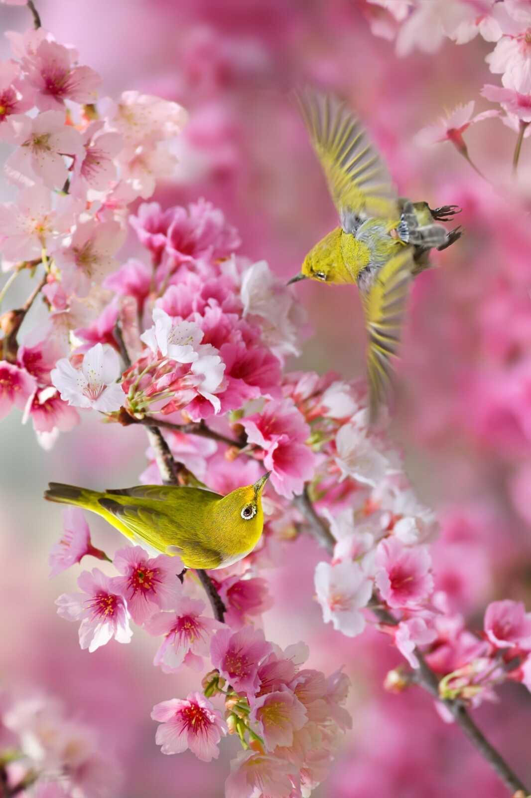Bird Wallpapers (109 images) - WallpaperCat