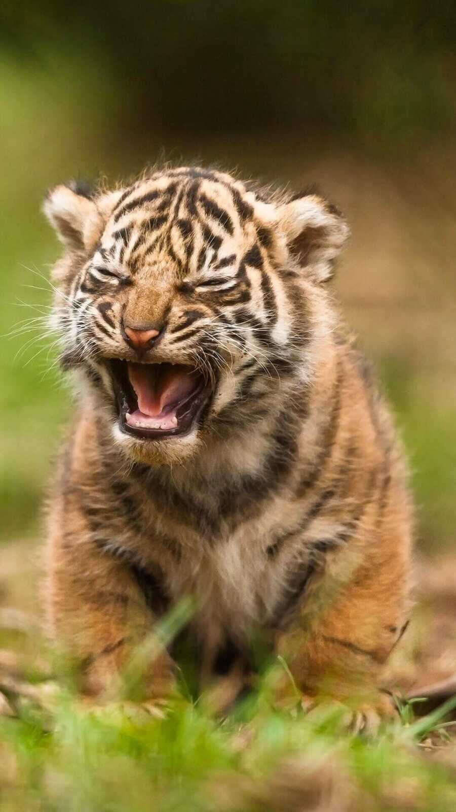 Tiger Cub Wallpapers (38 images) - WallpaperCat