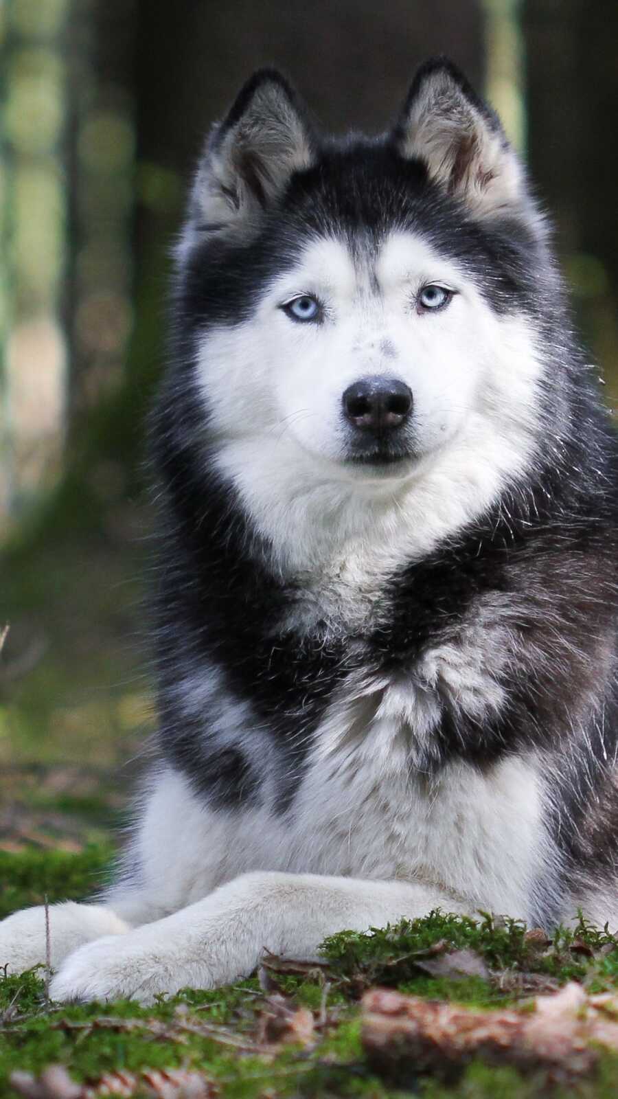 Husky Wallpapers (70 images) - WallpaperCat