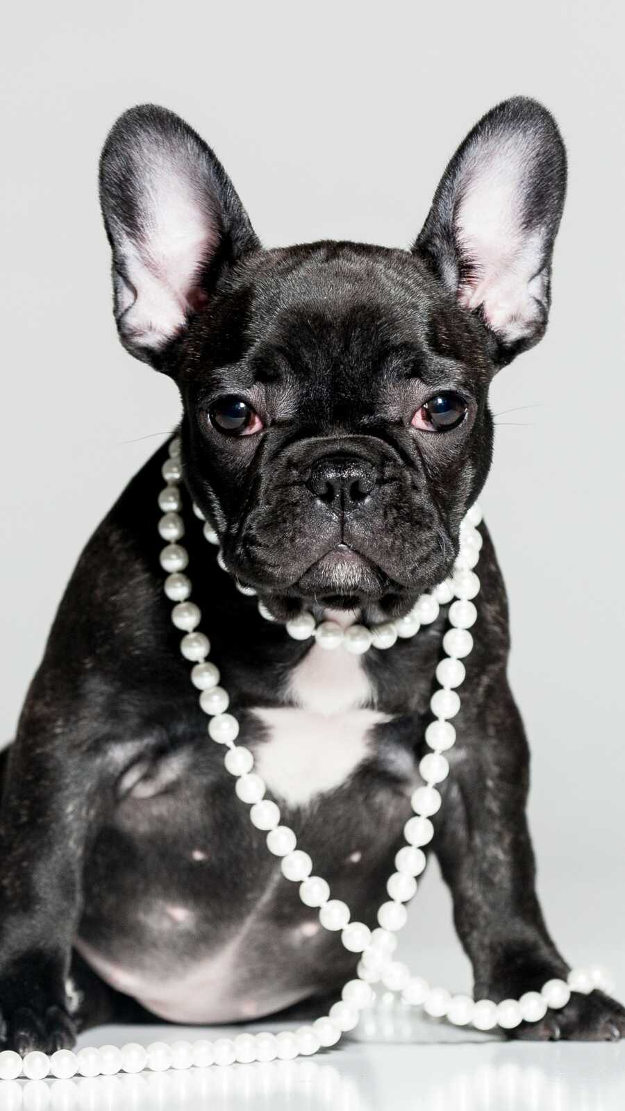 Bulldog Wallpapers (42 images) - WallpaperCat